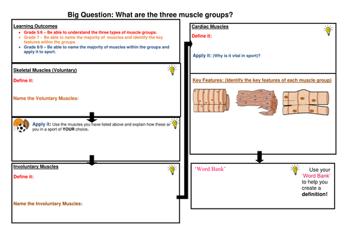 Types of Muscle Groups - A3 work sheet | Teaching Resources