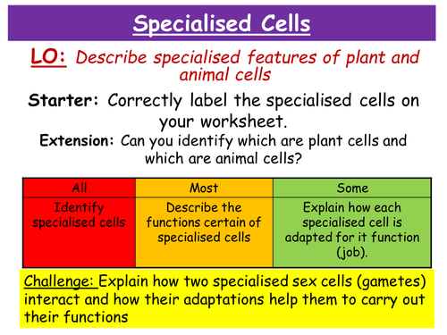 Specialised cells (Lesson 3 - Chapter 1) Activate 1 | Teaching Resources