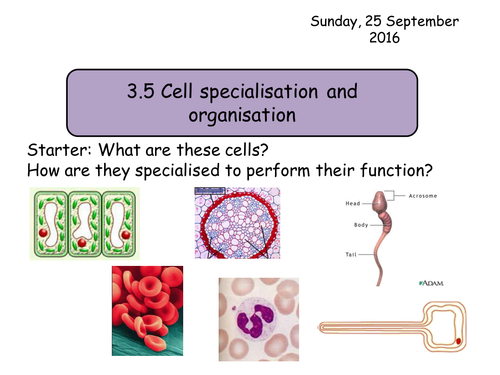 Section 2. Cells. 3.5 Cell specialisation and organisation NEW Year 12 ...