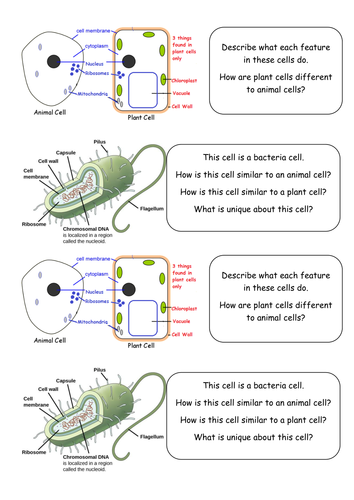 specialised cells | Teaching Resources