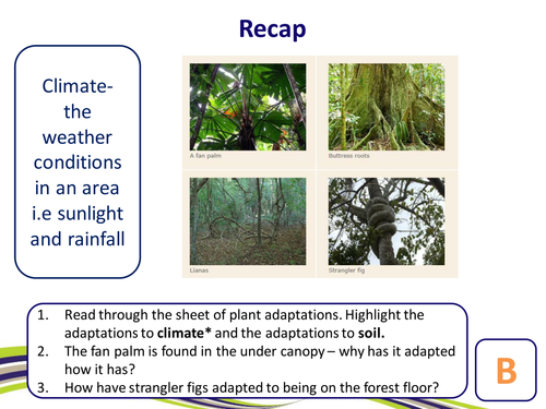 Causes of Deforestation in Tropical Rainforest | Teaching Resources