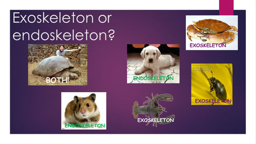 Exoskeleton Vs Endoskeleton