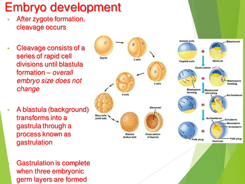 Embryo development and cell differentiation for A Level/ Access/ HND by ...
