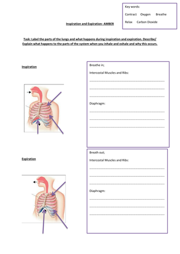 OCR 1-9 GCSE PE respiratory system | Teaching Resources