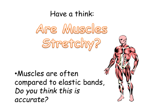 KS3 - Muscles & Movement | Teaching Resources