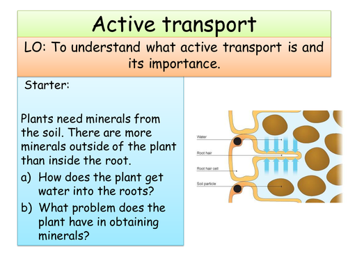 Active Transport In Plants