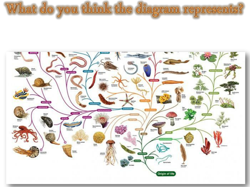 Evolutionary Trees by amcooke - Teaching Resources - Tes