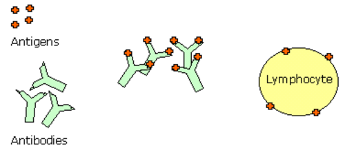 New AQA AS Biology Chapter 5 - Immunity Bundle with End of Chapter Test ...