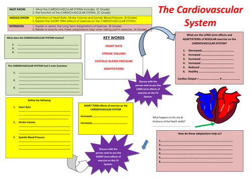 Edexcel GCSE PE (A-C) Cardiovascular System by OF92 - Teaching ...