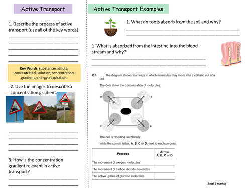 Active Transport Worksheet Active And Passive Transport Worksheet
