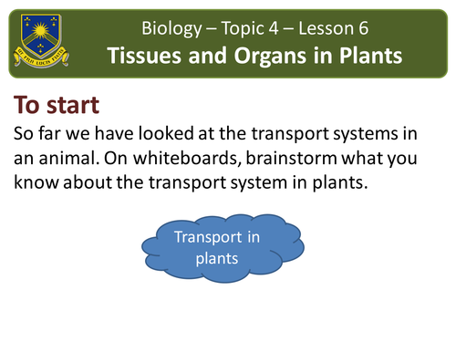 B4.6 - Tissues and Organs in Plants | Teaching Resources
