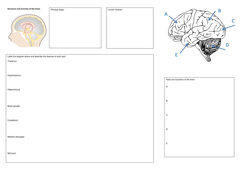 The brain, scanning and strokes, nature vs. nurture- Grey matter ...