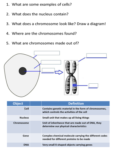 NEW AQA Trilogy GCSE (2016) Biology - Chromosomes | Teaching Resources NEW AQA Trilogy GCSE (2016) Biology - Chromosomes | Teaching Resources