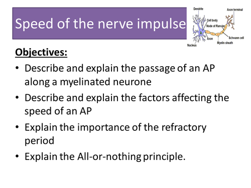 Factors affecting speed of an action potential. New A level Biology AQA ...