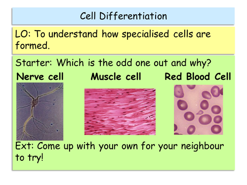New GCSE AQA Biology Stem cells and Cell differentiation by Runebeard ...
