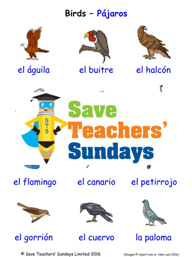 Birds in Spanish Worksheets, Games, Activities and Flash Cards (with ...