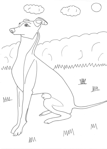 Pets: Dog (Italian Greyhound Colouring Page) | Teaching Resources