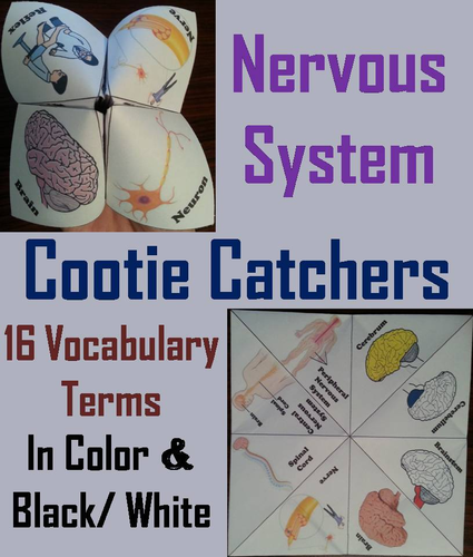 Nervous System | Teaching Resources Nervous System | Teaching Resources