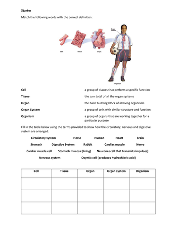 Cells, Organs and Organ Systems & Digestive System Active Video ...