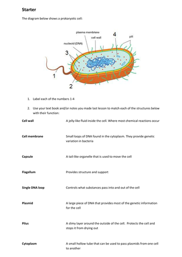 Biology Prokaryotic Cell Structure And Function Shmoop Biology Prokaryotic Cell Structure And Function Shmoop