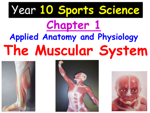 The Muscular System - NEW AQA GCSE PE Specification | Teaching Resources