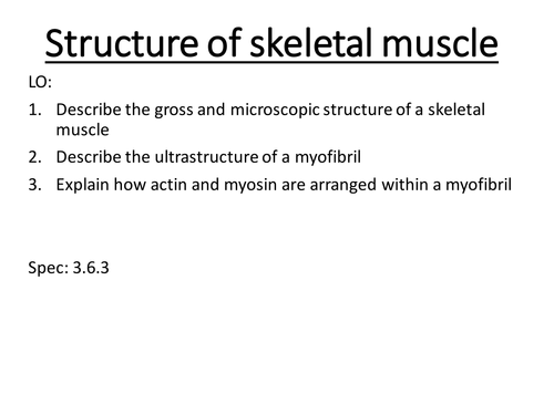 A level biology AQA Structure of skeletal muscle | Teaching Resources