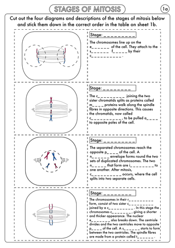 A Level Biology: Mitosis Activity by beckystoke - Teaching Resources - Tes
