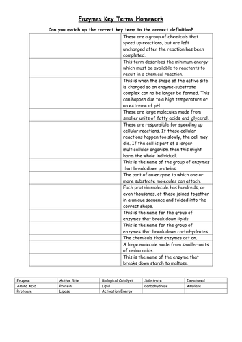 Enzymes Key Terms Worksheet | Teaching Resources
