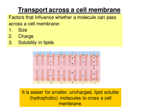 Cell membranes, osmosis, diffusion and facilitated diffusion to AS ...