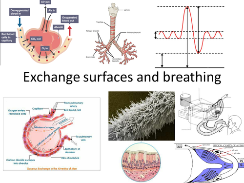OCR New AS level - Exchange surfaces and breathing | Teaching Resources