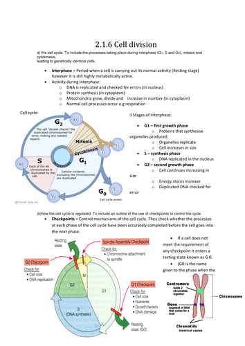 Cell Division | Teaching Resources