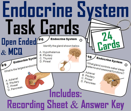 Endocrine System Task Cards | Teaching Resources