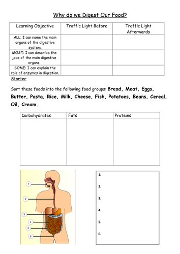 BL2.4 Human Digestive Enzymes | Teaching Resources