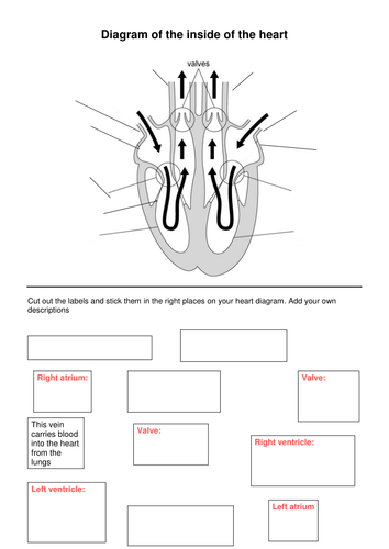 BL2.5 The Heart and Blood Vessels | Teaching Resources