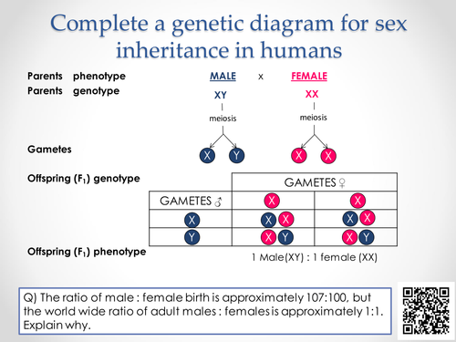 AQA A-level Biology (2016 spec). Section 7 Topic 17: Inherited changes ...