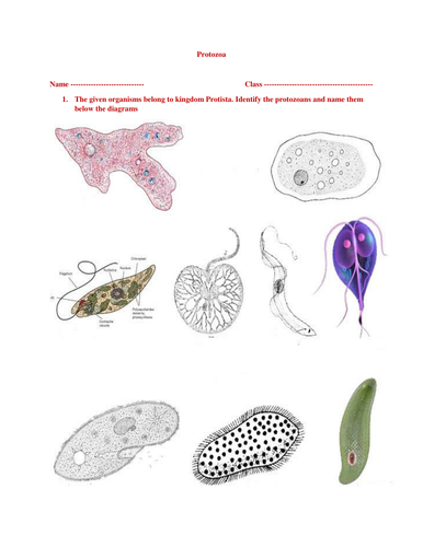 Protozoa | Teaching Resources