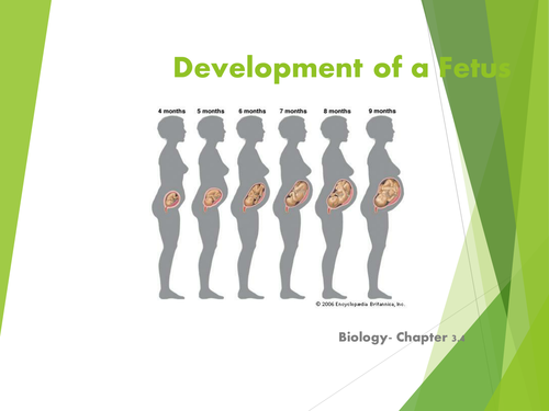 Development of the Fetus | Teaching Resources