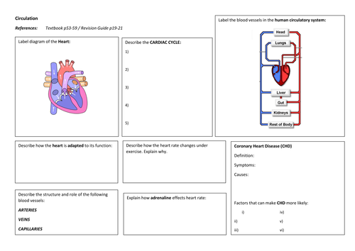 iGCSE Biology CIRCULATION Revision Poster | Teaching Resources iGCSE Biology CIRCULATION Revision Poster | Teaching Resources