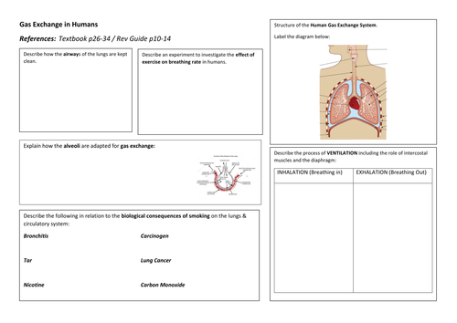 iGCSE Biology GAS EXCHANGE IN HUMANS Revision Poster | Teaching Resources iGCSE Biology GAS EXCHANGE IN HUMANS Revision Poster | Teaching Resources