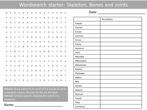 PE Skeleton Bones Joints Keywords GCSE Starter Activities Wordsearch ...