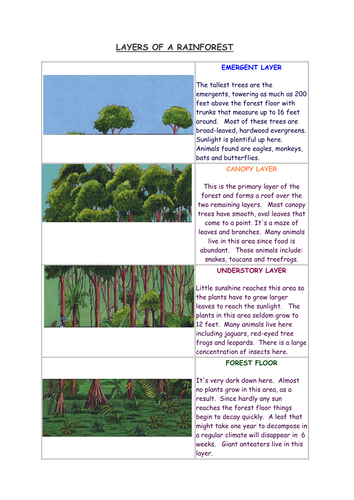 Layers Of The Rainforest Worksheet Layers Of The Rainforest | TPT