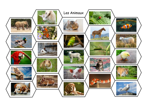 FRENCH-ITALIAN-SPANISH-GERMAN - ANIMALS - Blockbusters | Teaching Resources