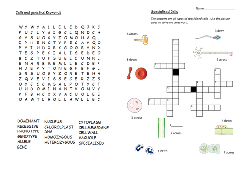 KS4 Biology Edexcel - B2 Cells and Genetics | Teaching Resources