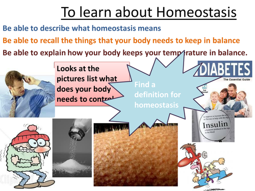 b5 homeostasis introduction | Teaching Resources b5 homeostasis introduction | Teaching Resources