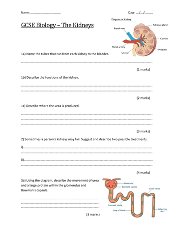 GCSE Biology Revision: The Kidneys | Teaching Resources