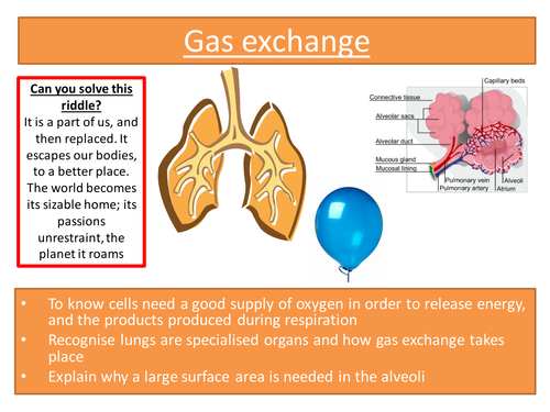 Breathing and gas exchange New AQA spec | Teaching Resources