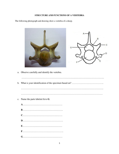 STRUCTURE AND FUNCTIONS OF A VERTEBRA | Teaching Resources