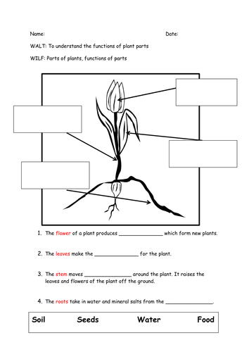 Mini Science test- Parts of a plant | Teaching Resources