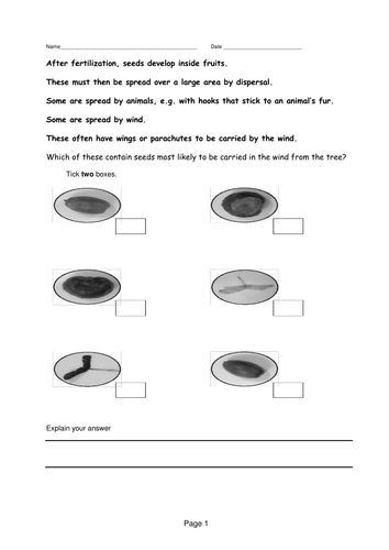 Key stage 2 science wind dispersal work sheet | Teaching Resources