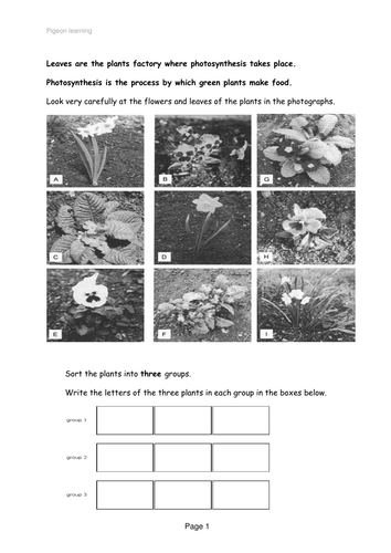 leaves - key stage 2 work sheet | Teaching Resources